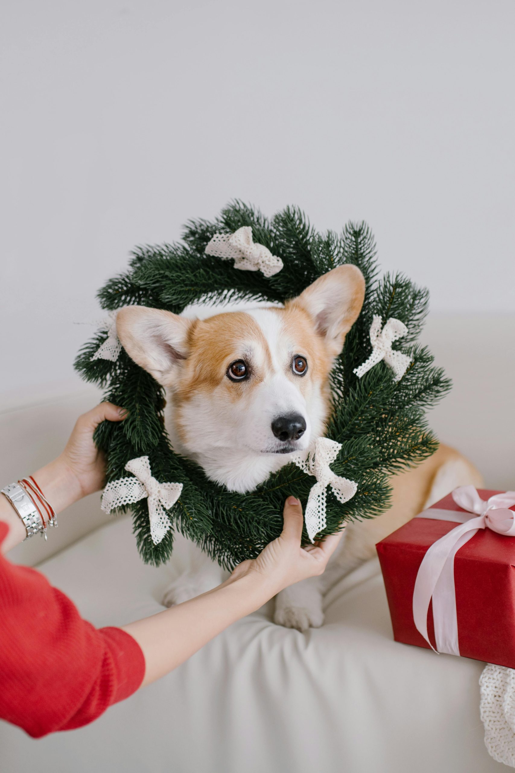5 Fun Ways to Include Your Pet in Holiday Festivities - Starr Pet Resort
